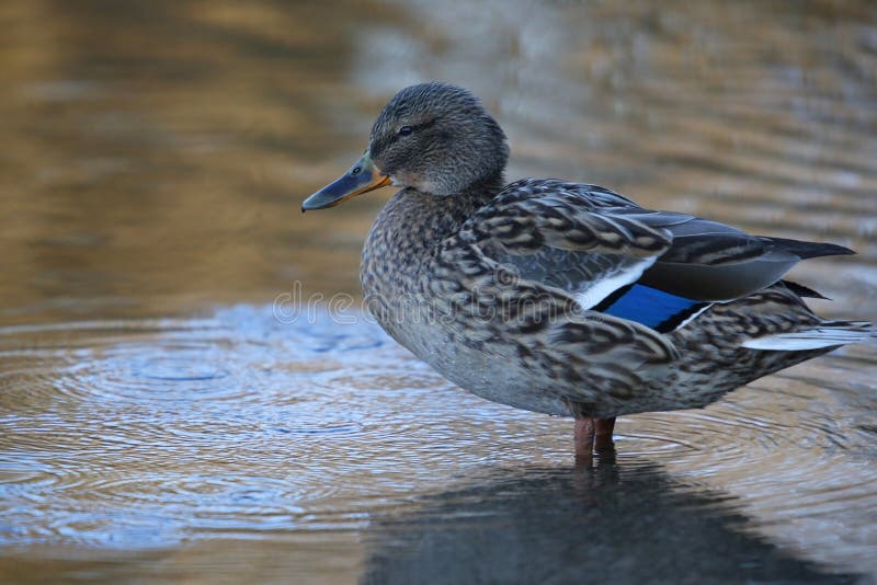 Side View Mallard Ducks Anas Platyrhynchos Relaxing in Pond Stock Photo ...