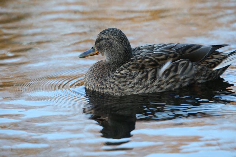 Side View Mallard Ducks Anas Platyrhynchos Relaxing in Pond Stock Photo ...