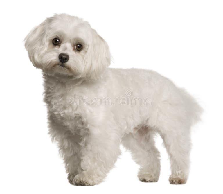 Side View Maltese Dog Standing Stock Photos - Free & Royalty-Free Stock ...