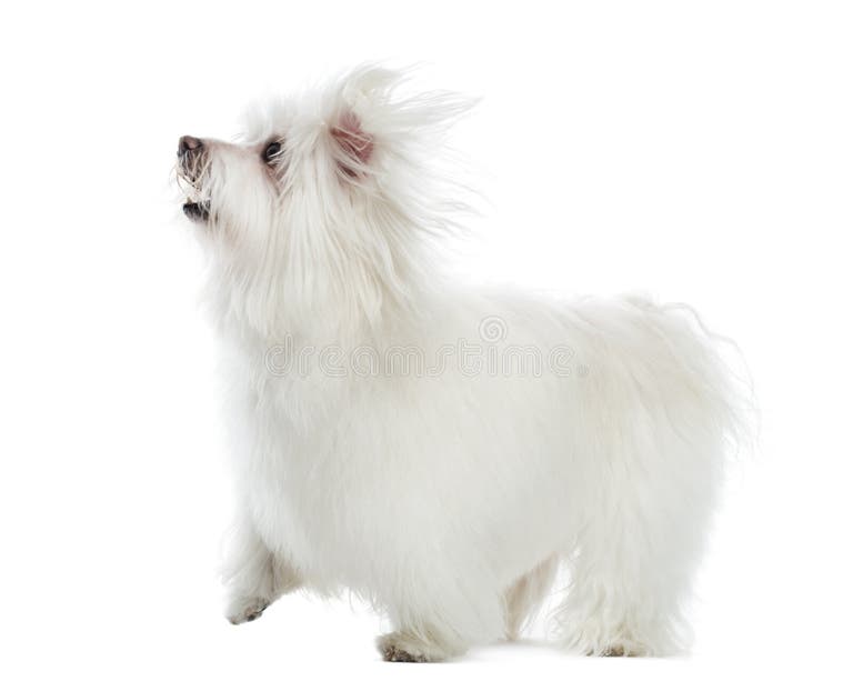 Side View of a Maltese Looking Up, Isolated Stock Photo - Image of ...