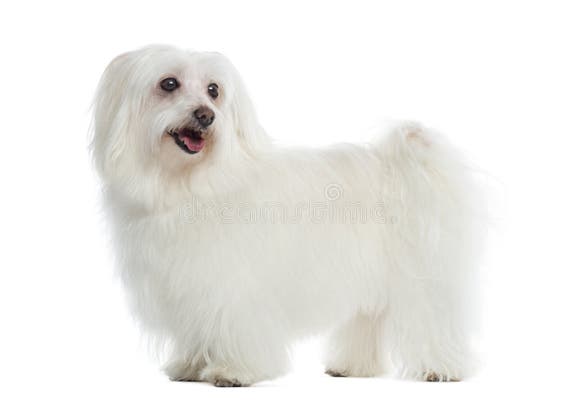 Side View Maltese Dog Standing Stock Photos - Free & Royalty-Free Stock ...