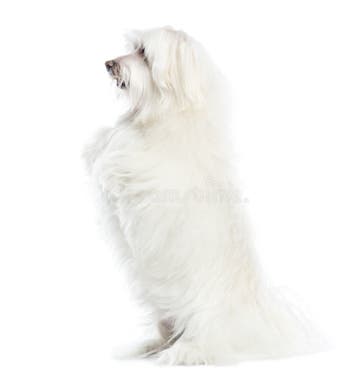 Side View Maltese Dog Standing Stock Photos - Free & Royalty-Free Stock ...