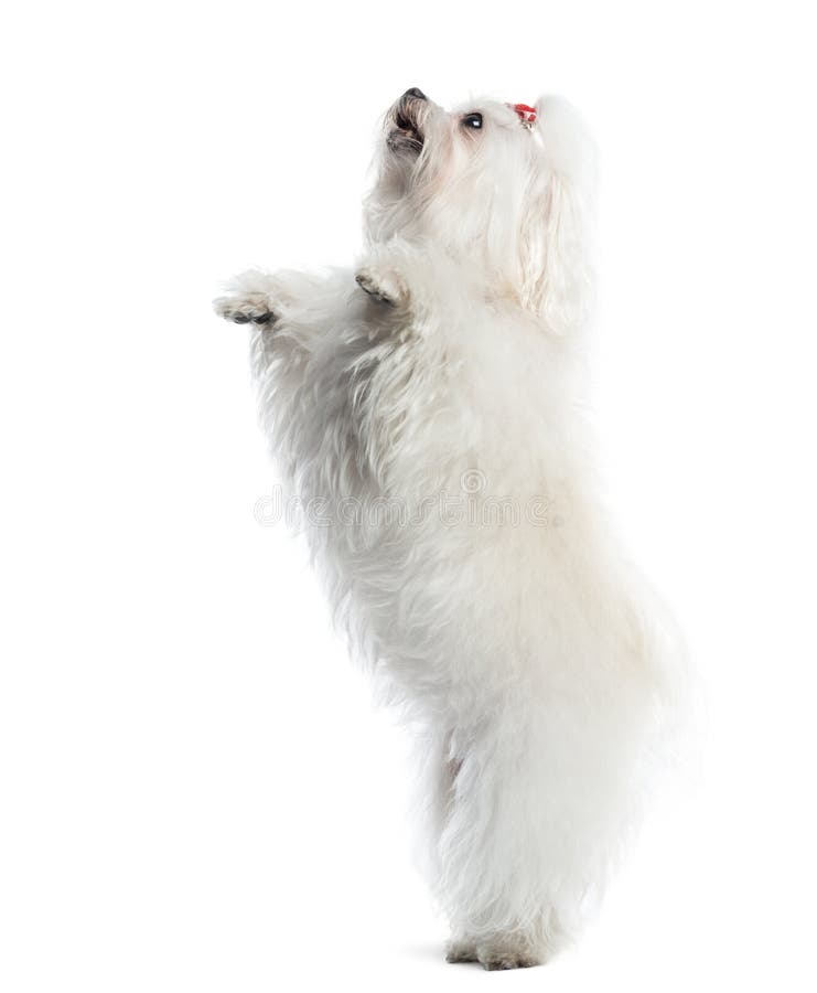 Side View Maltese Dog Standing Stock Photos - Free & Royalty-Free Stock ...