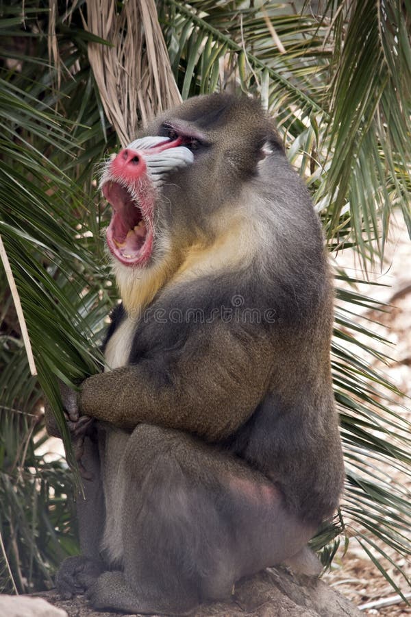 Mandrill stock image. Image of face, brown, nose, pink - 101831749