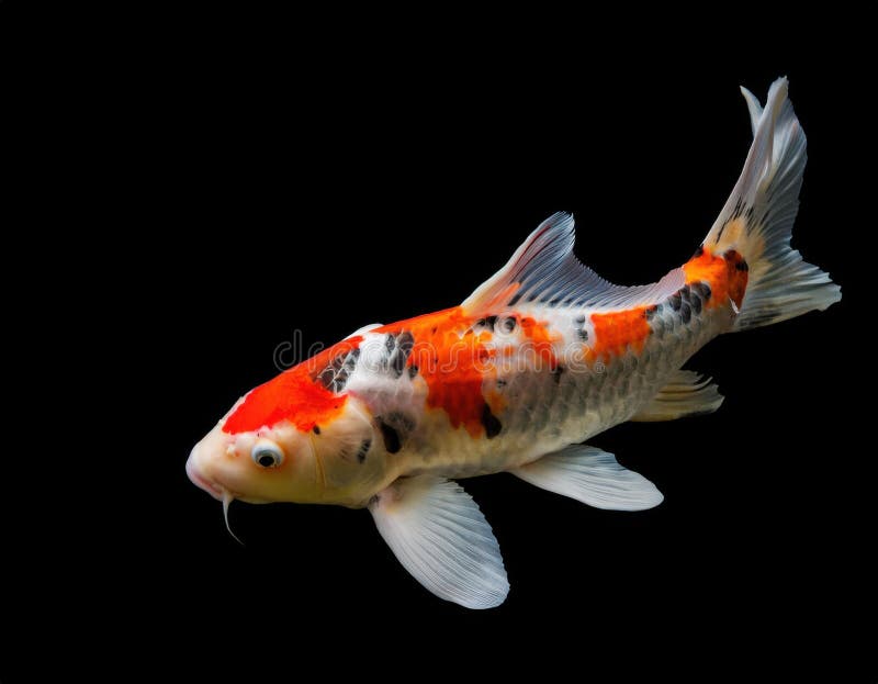 Koi Fish Side View Stock Photos - Free & Royalty-Free Stock Photos from ...