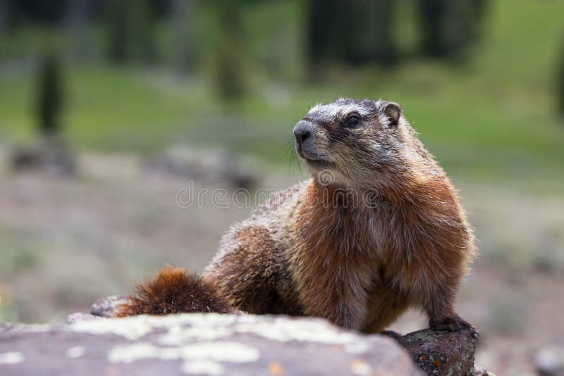 Colorful Marmot Sitting on Rock Stock Image - Image of mamashy, sitting ...