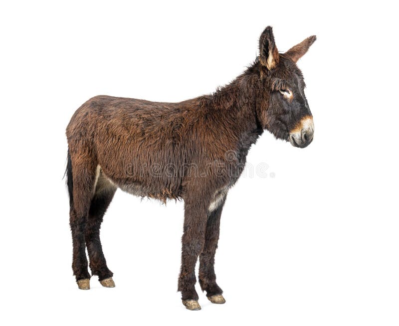 Side View of a Martina Franca Donkey, Isolated on White Stock Image ...