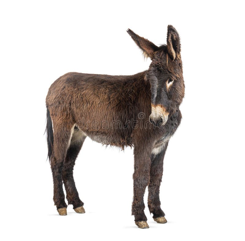 Side View of a Martina Franca Donkey, Isolated on White Stock Photo ...