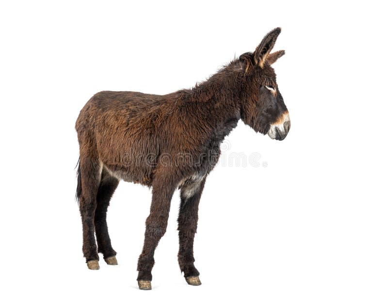 Side View of a Martina Franca Donkey, Isolated on White Stock Photo ...