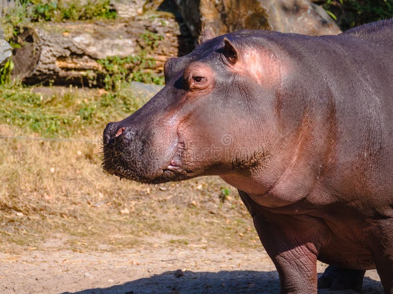 Side View of a Mature Giant Hippo Stock Image - Image of national ...