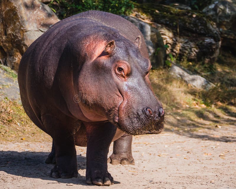 153 Hippo Eye View Stock Photos - Free & Royalty-Free Stock Photos from ...