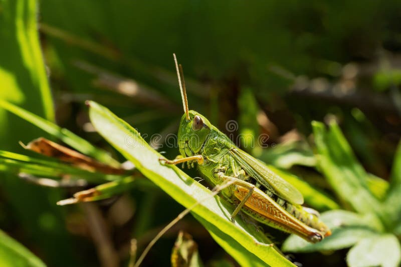 Side View of Meadow Grasshopper Stock Photo - Image of natural ...