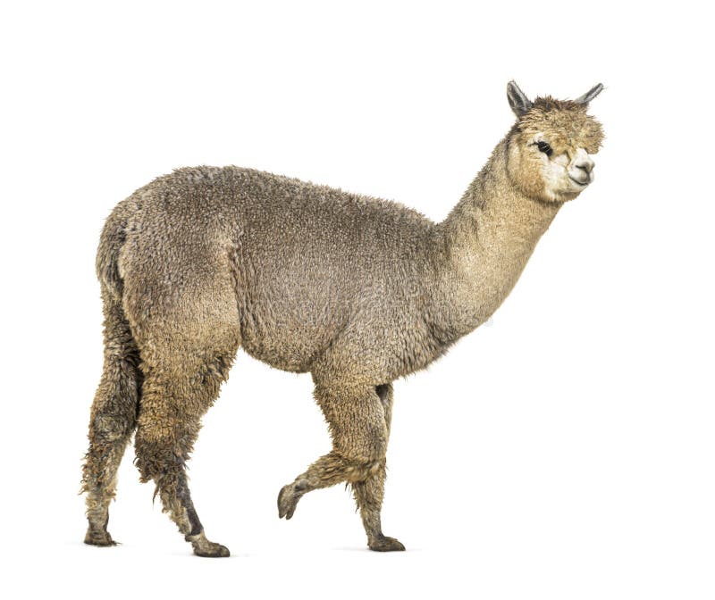 Side View of a Medium Silver Grey Alpaca Walking - Lama Pacos Stock ...