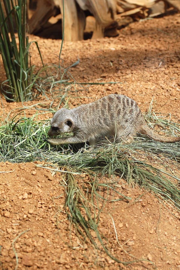 Side view of meerkat stock image. Image of suricata, habitat - 5431083