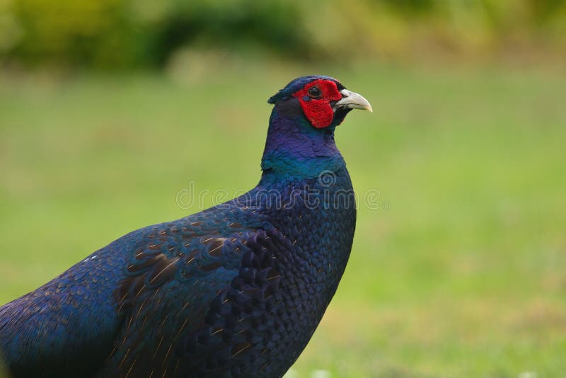 Melanistic Mutant Pheasant. Stock Photo - Image of black, wildfowl ...