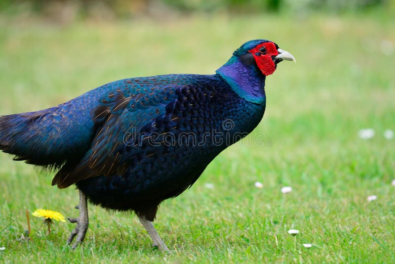 Melanistic mutant pheasant stock image. Image of grass - 125948363