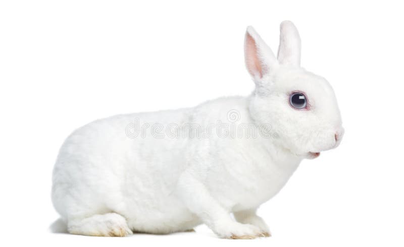 Side View of a Mini Rex Rabbit, Isolated Stock Image - Image of ...
