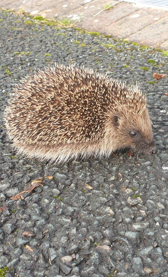 Side view of mr hedgehog stock image. Image of side - 162993249