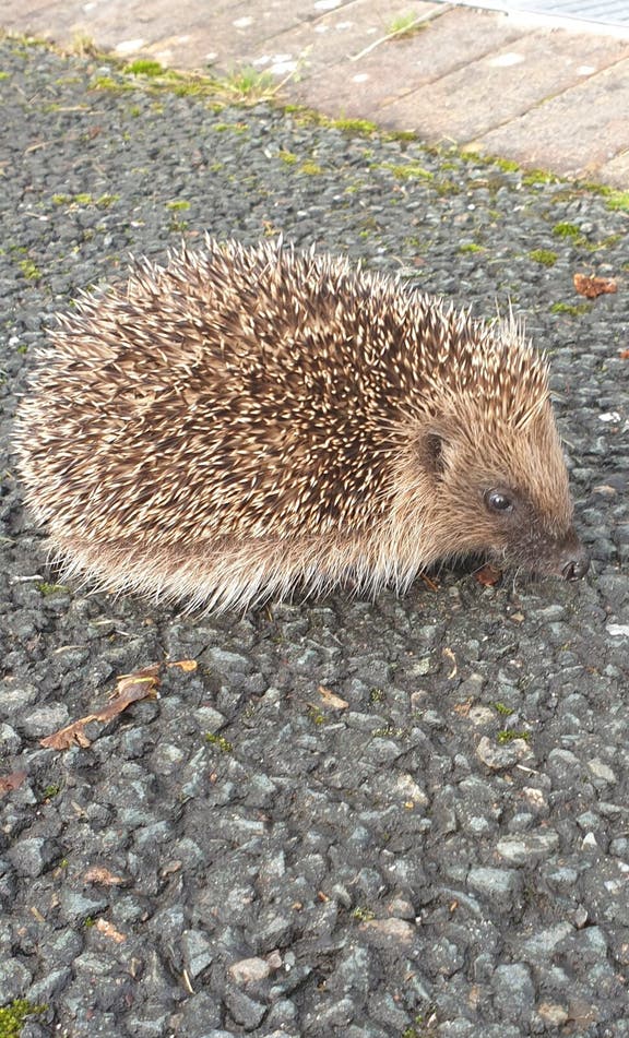 Side view of mr hedgehog stock image. Image of side - 162993249