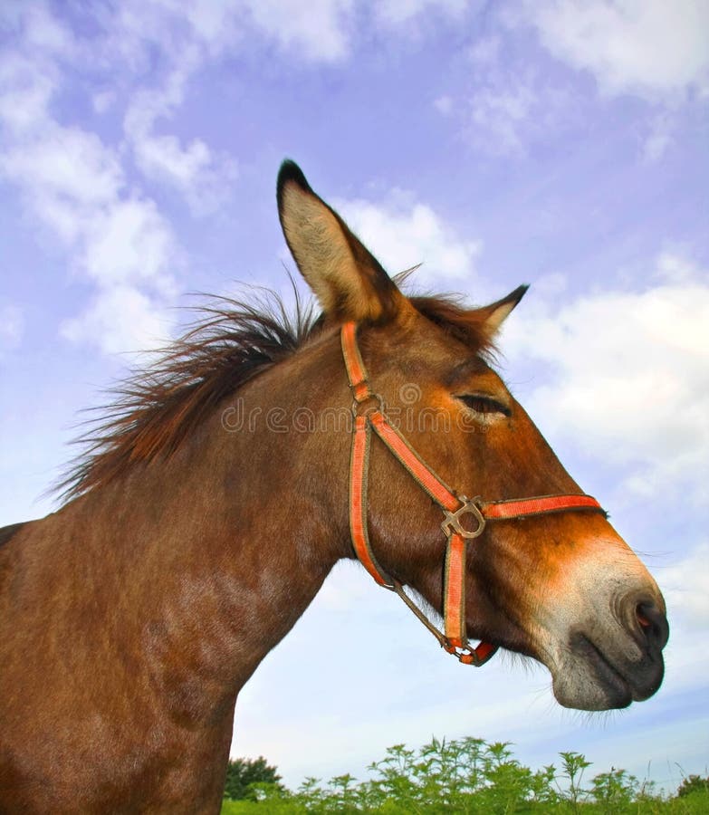 Side View of Elephant in Sepia Stock Image - Image of ivory, side: 41533939