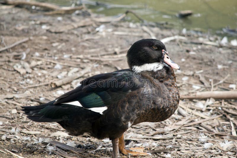This is a Side View of a Muscovy Duck Stock Photo - Image of fauna ...
