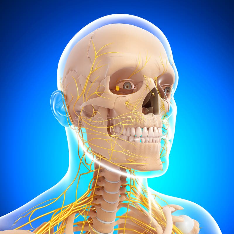 Side View of Nervous System of Head Skeleton Stock Illustration ...