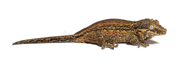 Side View of a New Caledonia Bumpy Gecko, Rhacodactylus Auriculatus ...
