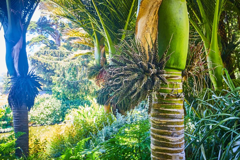 Side View of Nikau Tree Where Tree Trunk Splits Off into Branches and ...