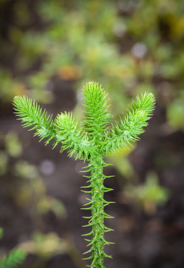 Side View Nolfolk Island Pine Leaves Stock Photo - Image of focus ...