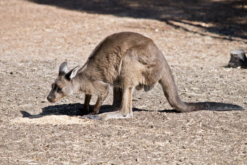 A Kangaroo-Island kangaroo stock image. Image of view - 110259657