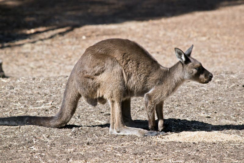 A Kangaroo-Island kangaroo stock image. Image of tail - 110259661