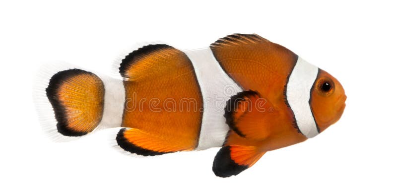Ocellaris Clownfish, Amphiprion Ocellaris, Isolated Stock Image - Image ...
