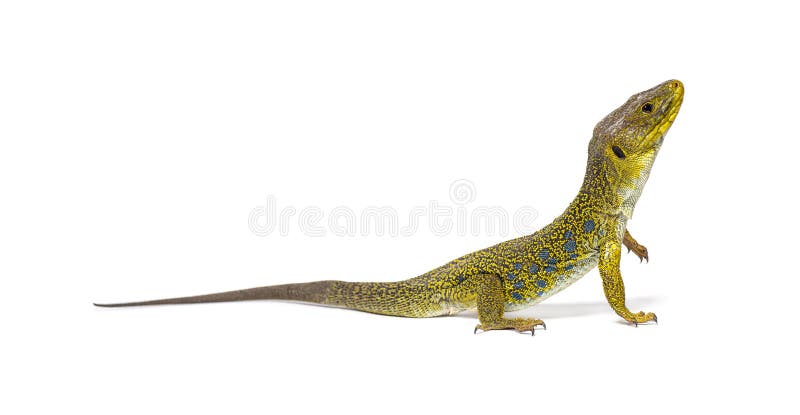 The big lizard on the side stock photo. Image of black - 114647680