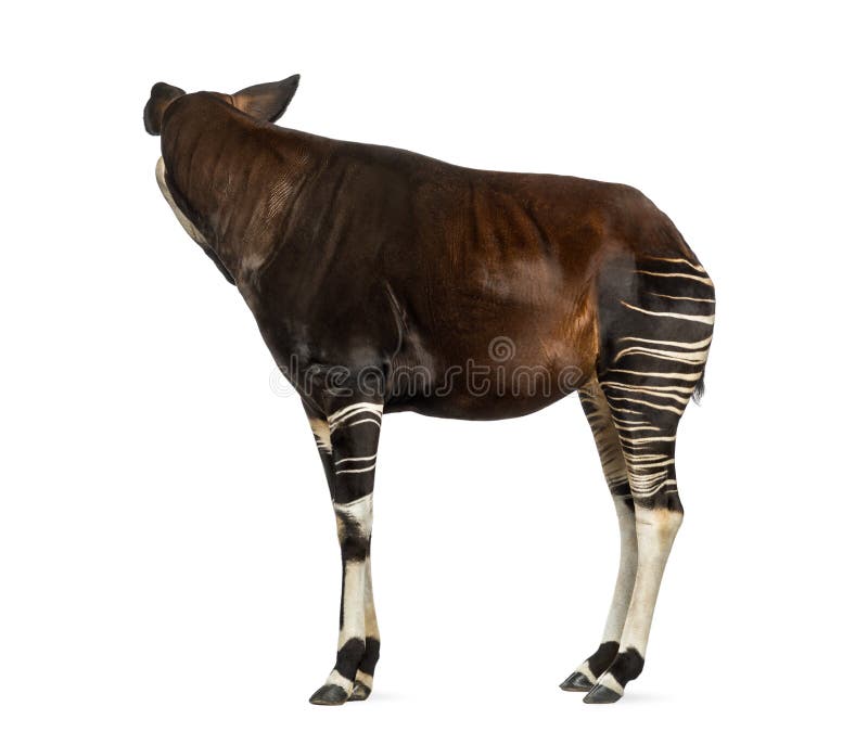 Side View of an Okapi Standing, Looking Back Stock Image - Image of ...