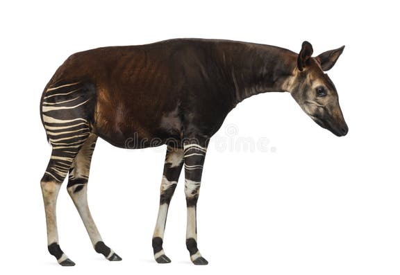 Side View of an Okapi Standing, Looking Down, Okapia Johnstoni Stock ...