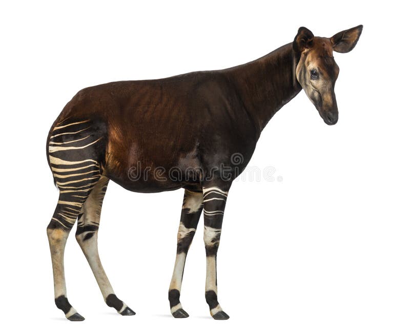 Okapi Standing, Looking Back, Okapia Johnstoni, Isolated Stock Photo ...