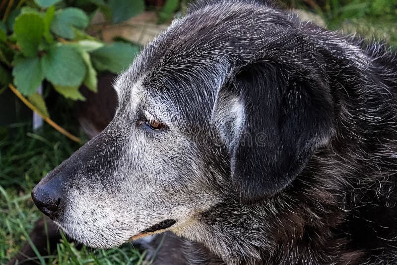The Side View of a Old Black Labrador Retrievers Head Stock Photo ...
