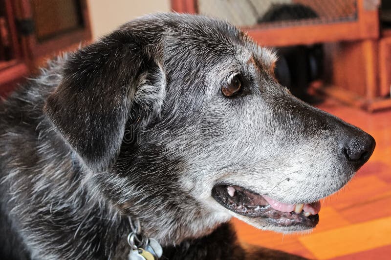The Side View of a Old Black Labrador Retrievers Head Stock Image ...