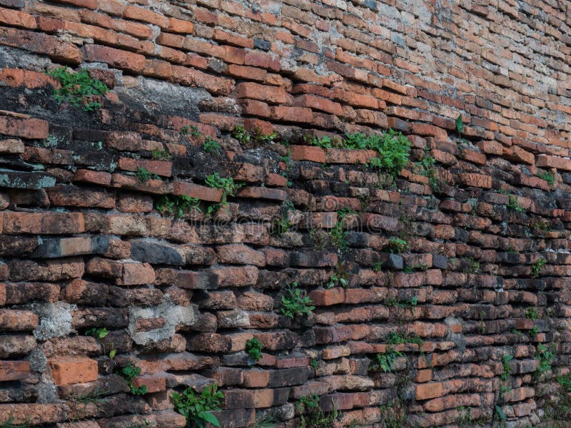 Side View of Old Brick Wall with Green Weeds Stock Image - Image of ...