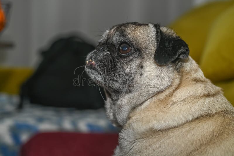 Side View of an Old Pug Sitting on the Sofa Stock Photo - Image of ...