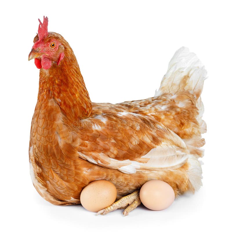Hen Laying Eggs in Nest of Hay Inside Chicken Coop Stock Photo - Image ...