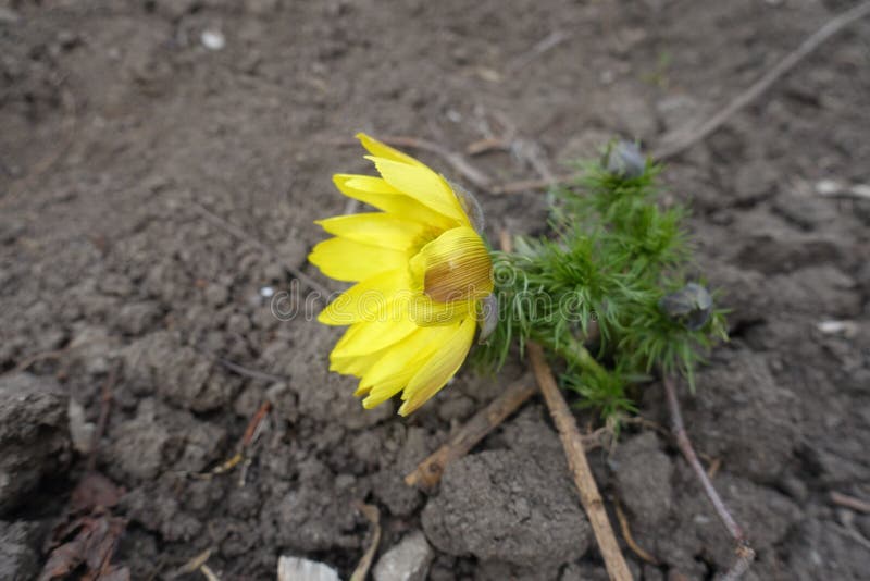 Side View of One Yellow Flower of Adonis Vernalis Stock Image - Image ...