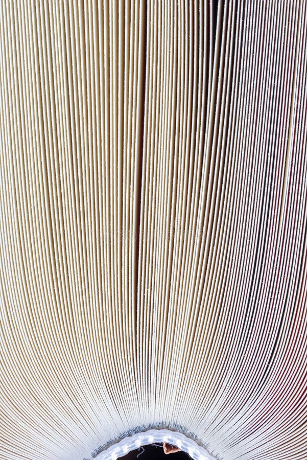 Side View of Open Book Pages Stock Photo - Image of side, pages: 290784918