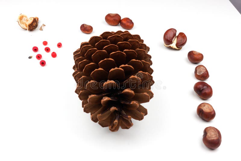 Side View of a Open Pine Cone Stock Photo - Image of white, background ...