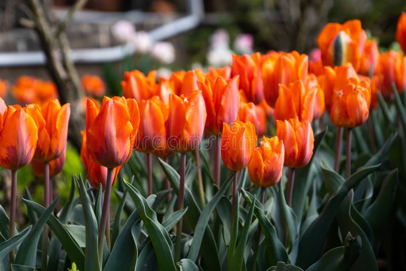 Side View of Orange or Coral Colored Tulips Stock Photo - Image of ...