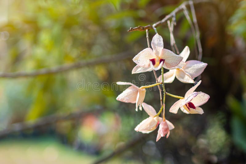 Side View of Orchids Flower are Blooming Hanging on Tree in Garden ...