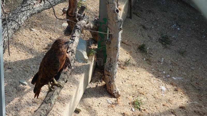 Side View of Ordinary Buzzard, Kept in Captivity in a Zoo, Sits on a ...