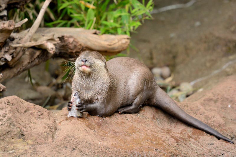 Otter eating a fish stock photo. Image of short, food - 105491788