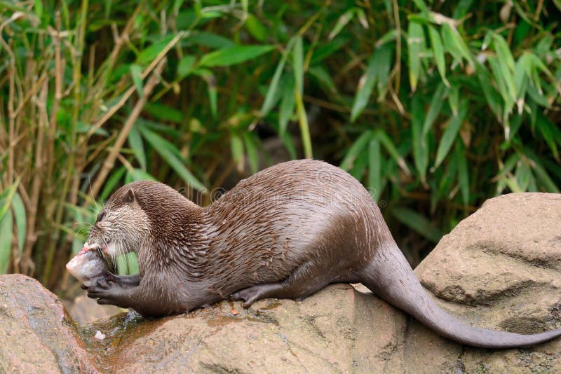 Otter eating a fish stock photo. Image of food, otters - 105491392