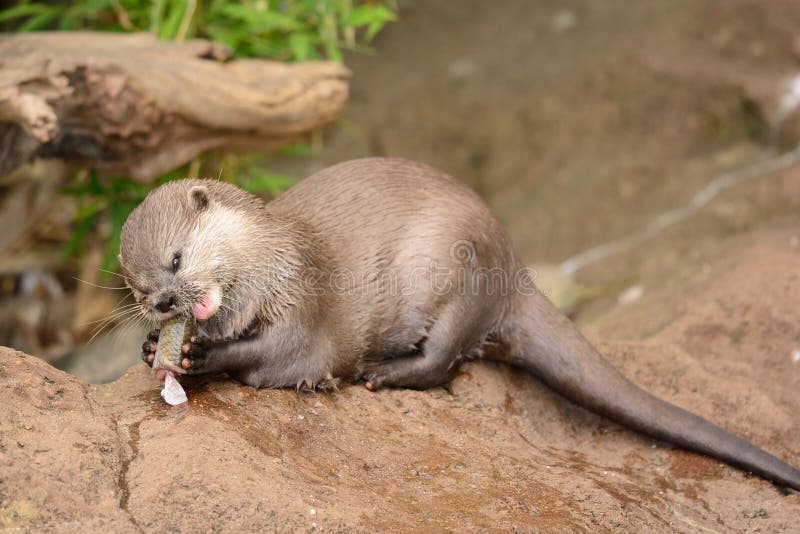 Otter eating a fish stock photo. Image of wild, oriental - 105491812